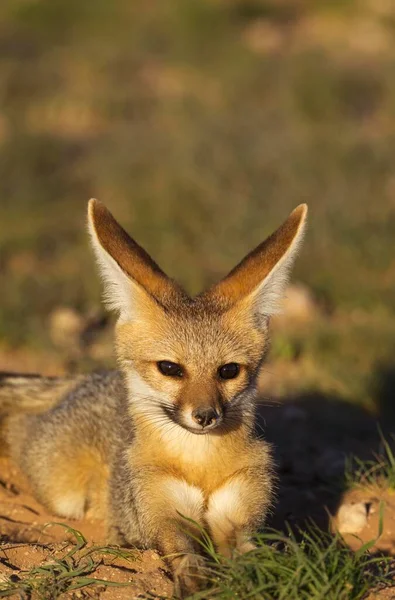Egyptian fox Stock Photos, Royalty Free Egyptian fox Images | Depositphotos