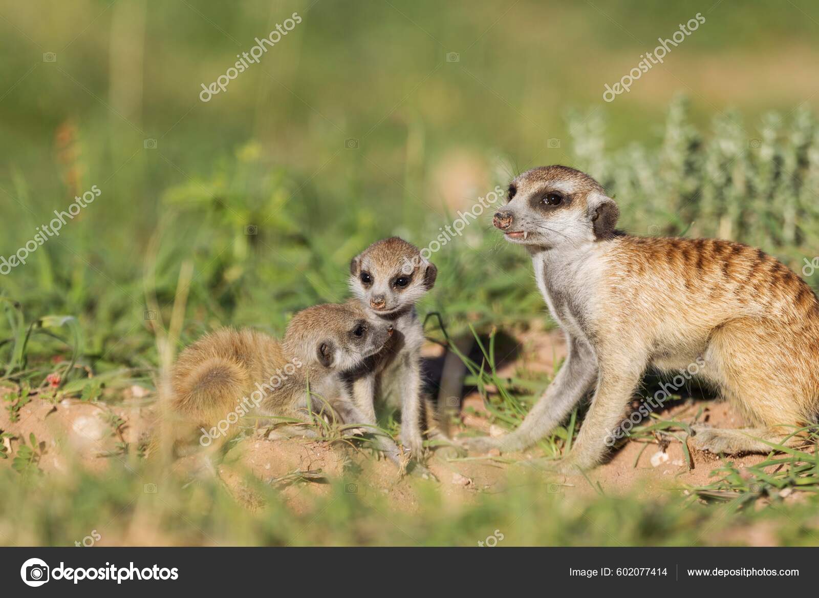 Suricates Suricata Suricatta Female Two Young Burrow Rainy Season Green ...