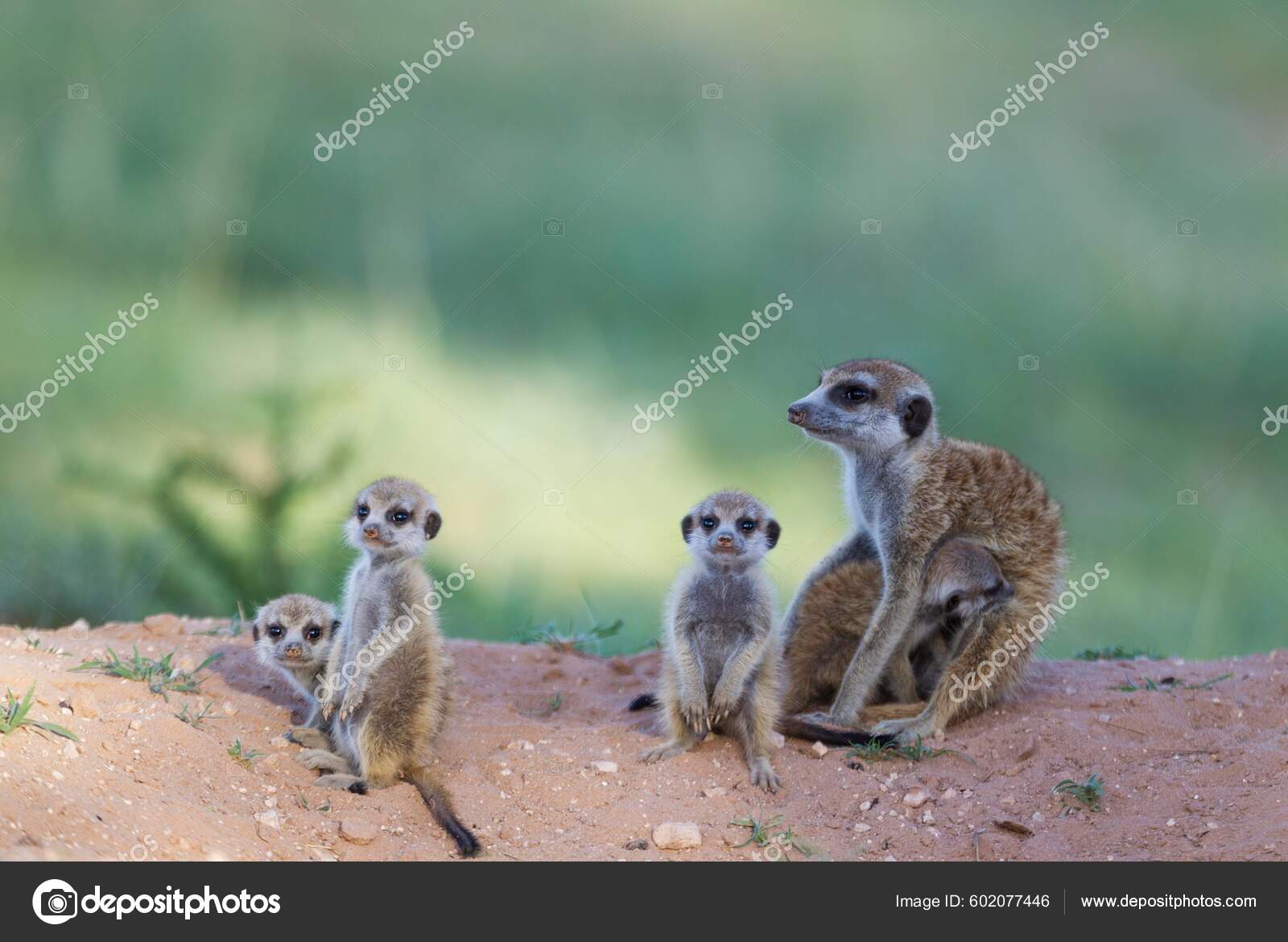 Suricates Suricata Suricatta Female Four Young Lookout Burrow One Young ...