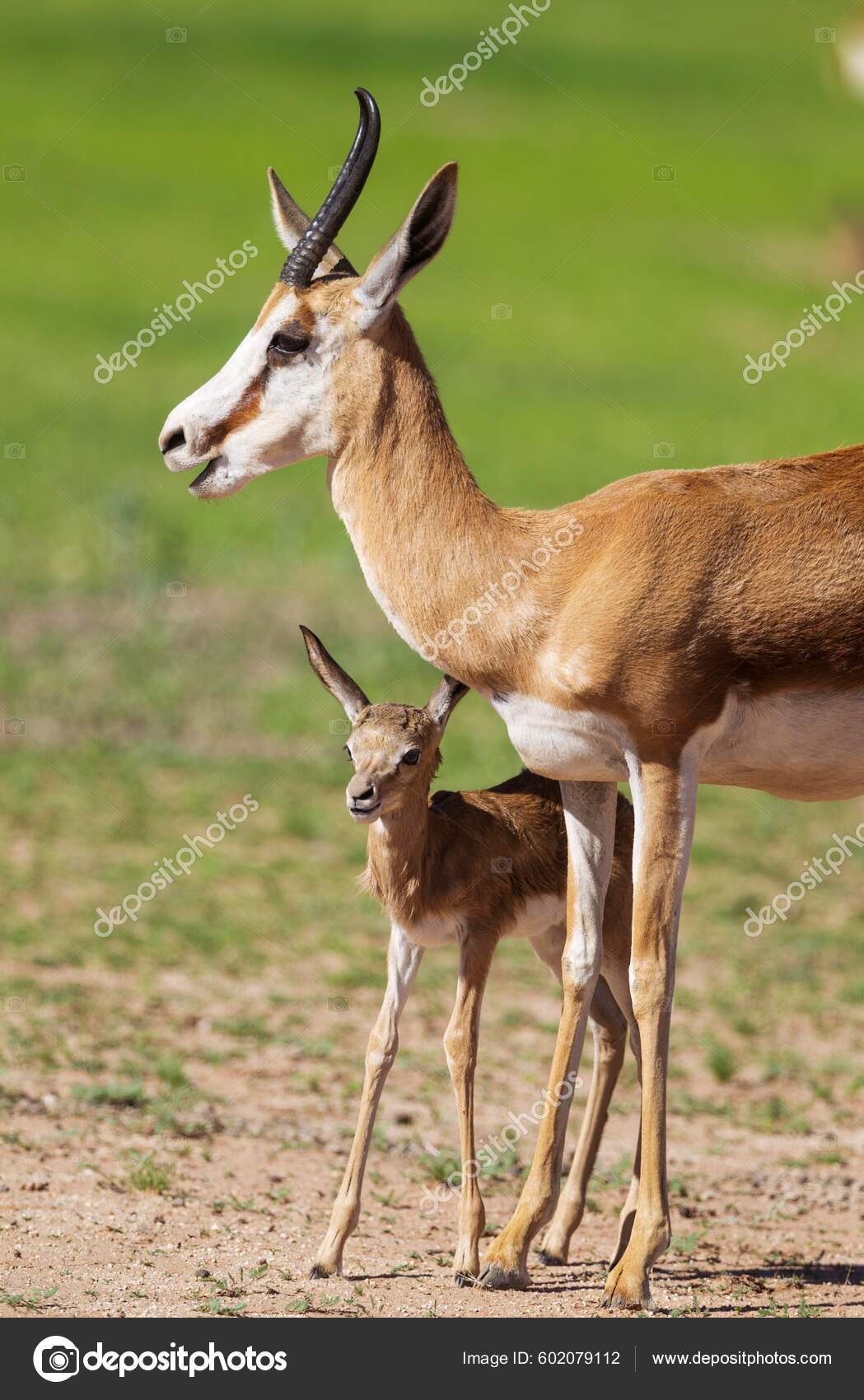 Springboks Antidorcas Marsupialis Ewe Newborn Lamb Rainy Season Green ...