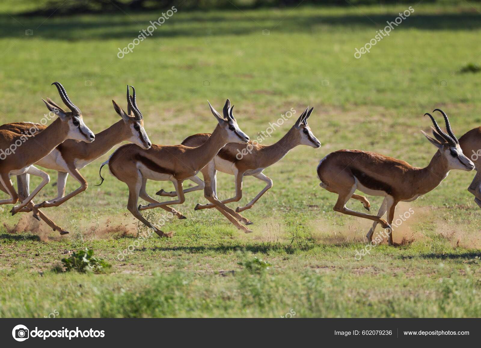 Springboks Antidorcas Marsupialis Running Rainy Season Green ...