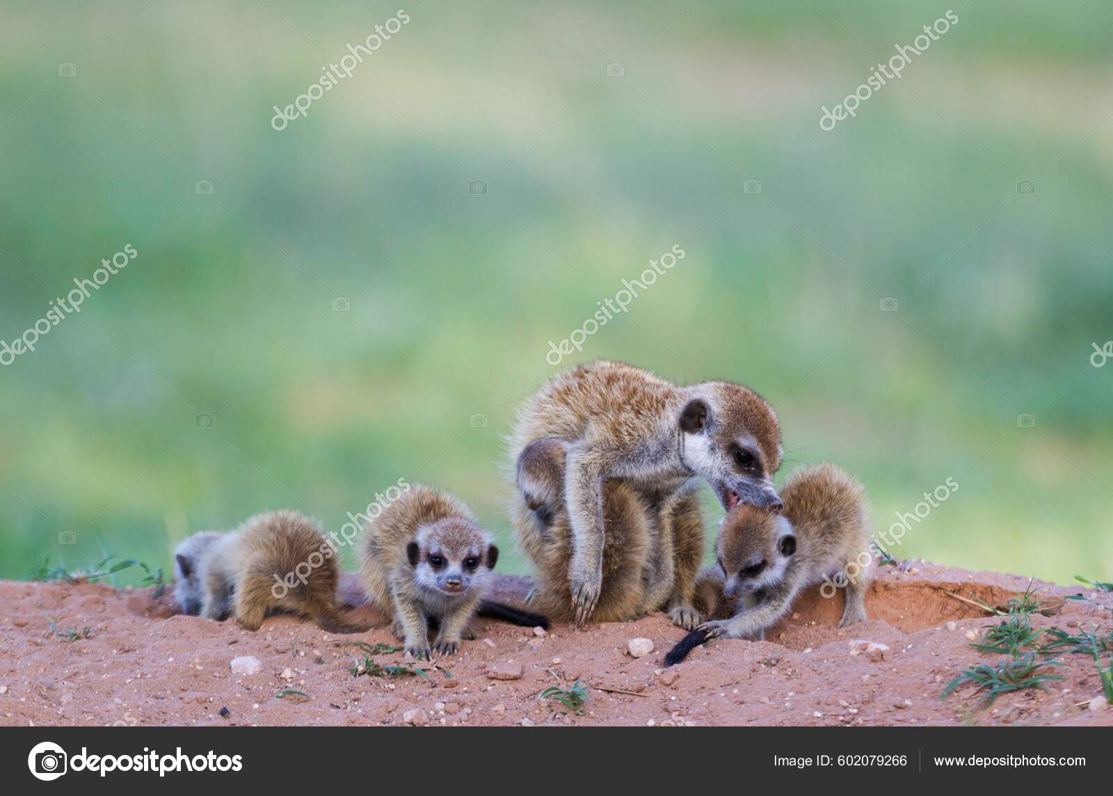 Suricates Suricata Suricatta Female Four Young Evening Burrow One Young ...