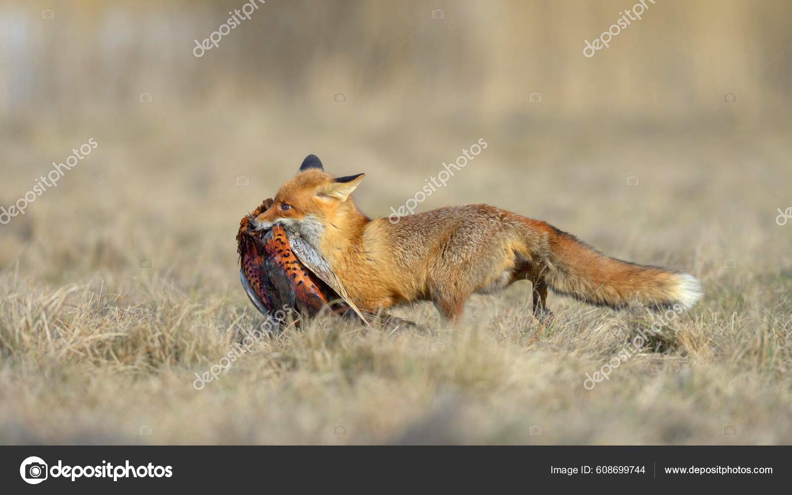 Red Fox Hunting For Prey