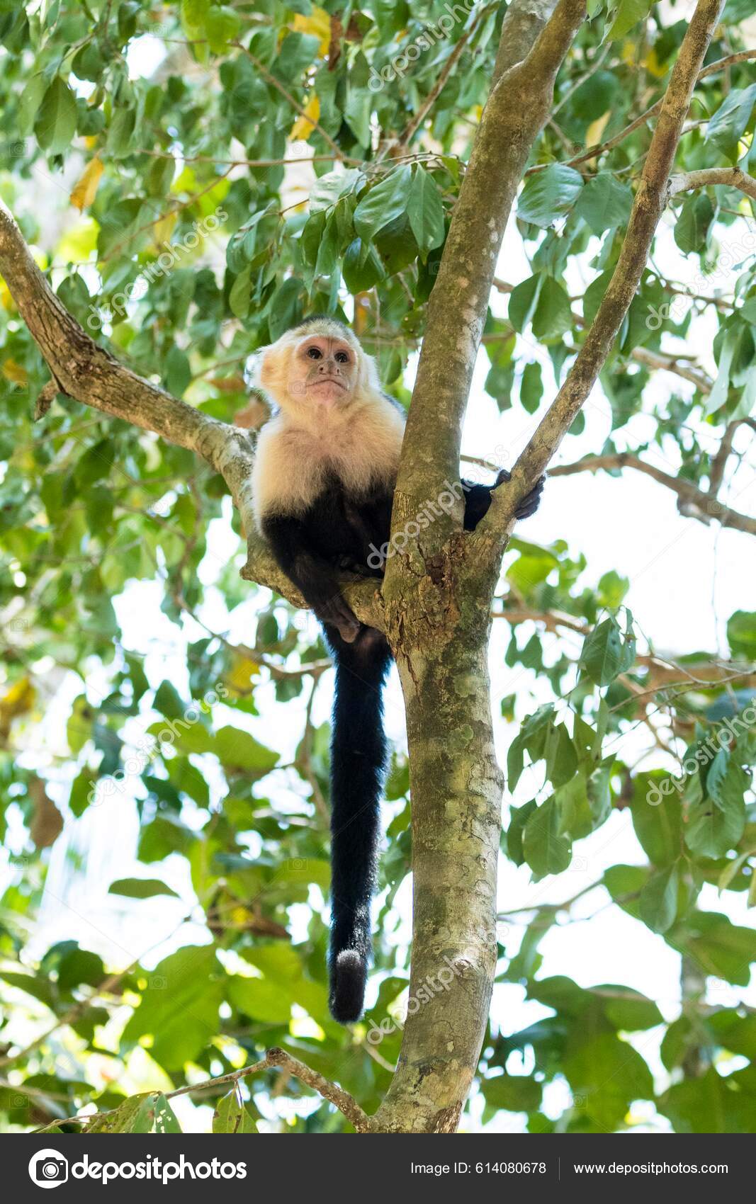 White Headed Capuchin Cebus Capucinus Tree National Park Manuel Antonio ...