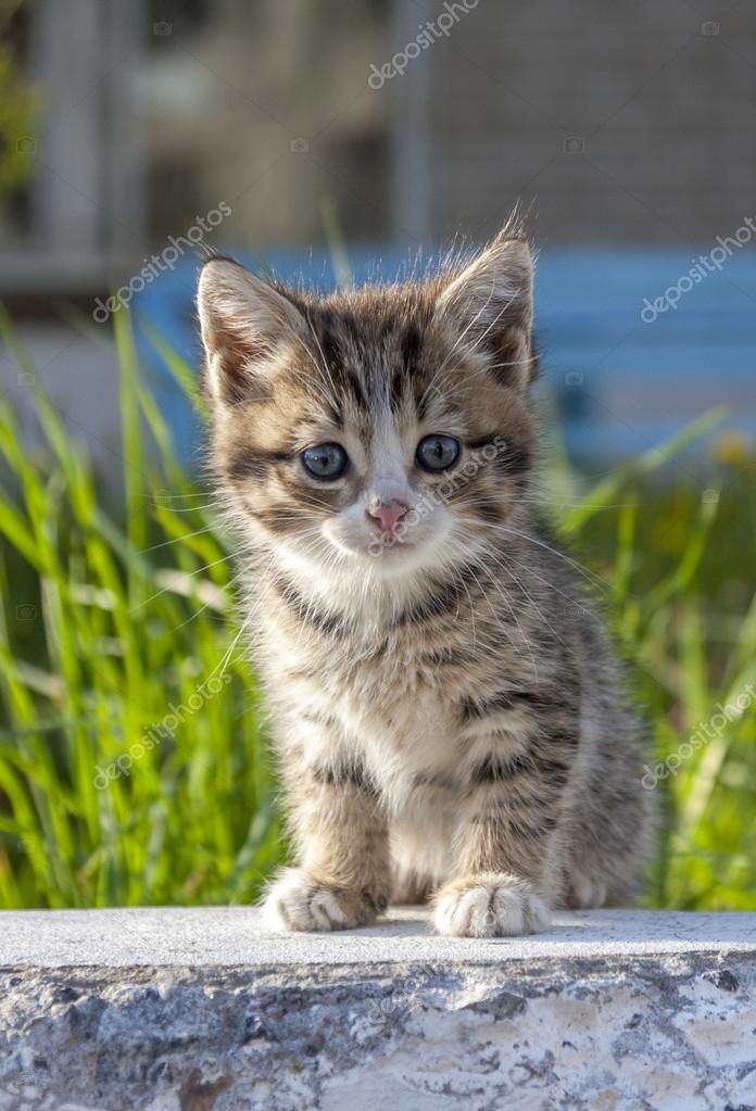 Little kitten — Stock Photo © alvinsevsk29 #13593324