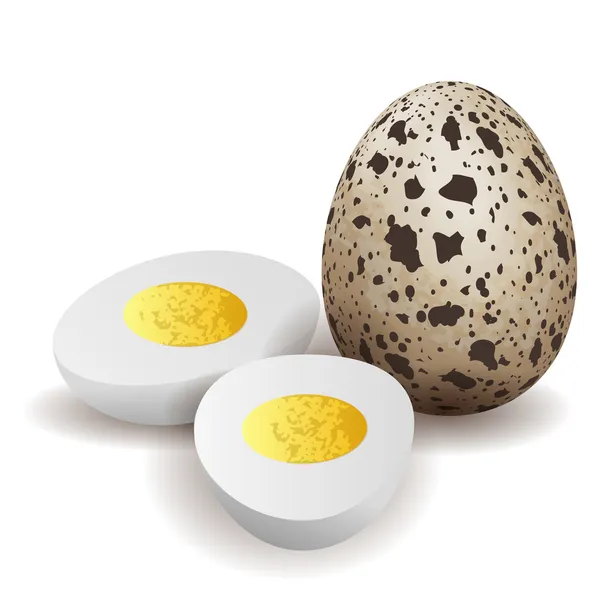 100,000 Œufs de caille Vector Images | Depositphotos