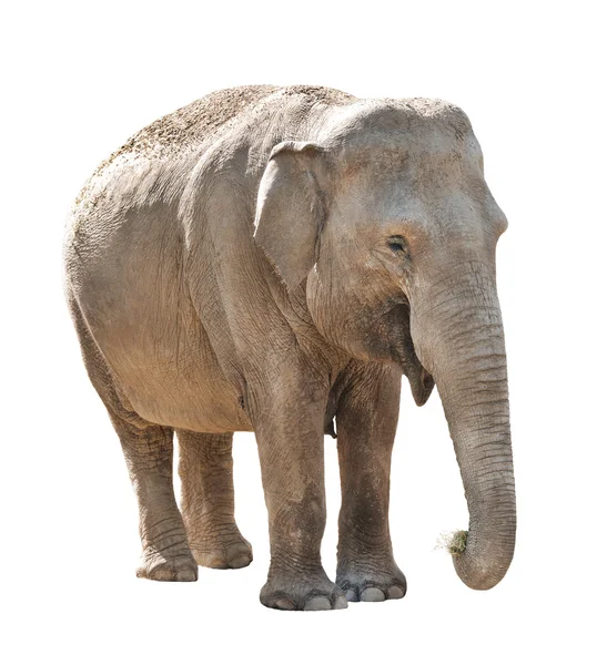 Elefante fundo branco Stock Photos, Royalty Free Elefante fundo branco ...