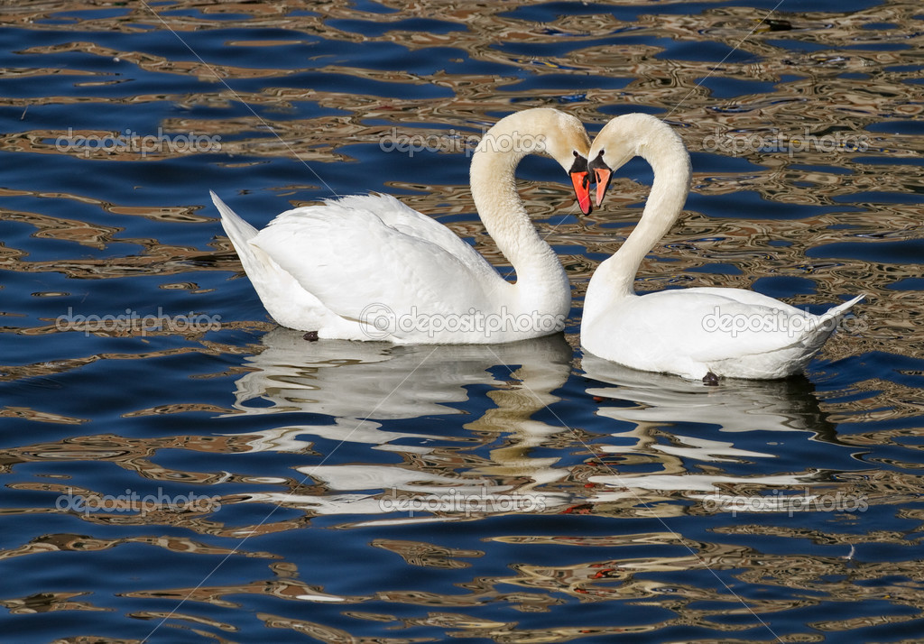 Romantic swans in spring. — Stock Photo © cumulus #23701051