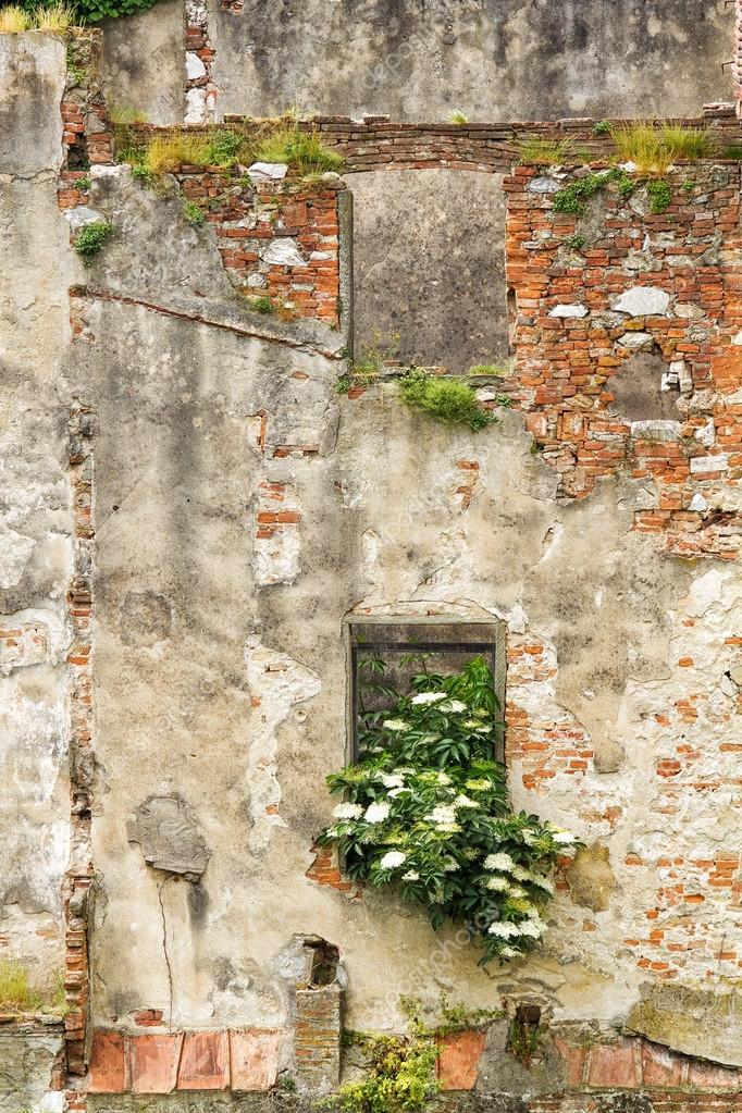 Flowers and ruins. — Stock Photo © cumulus #26175143