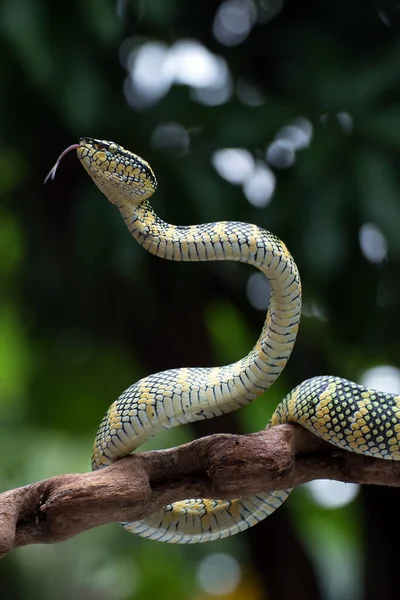 Banana snake Stock Photos, Royalty Free Banana snake Images | Depositphotos