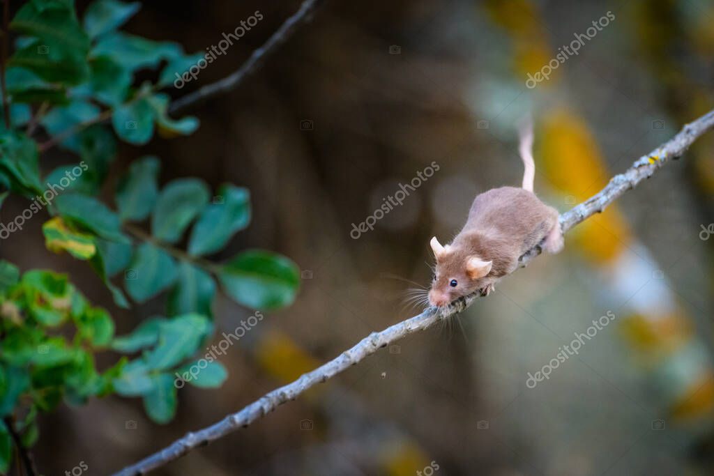 Un ratón se mueve en equilibrio en una rama en busca de comida 2022