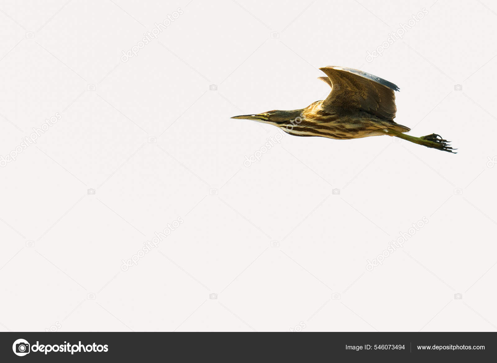 American Bittern In Flight