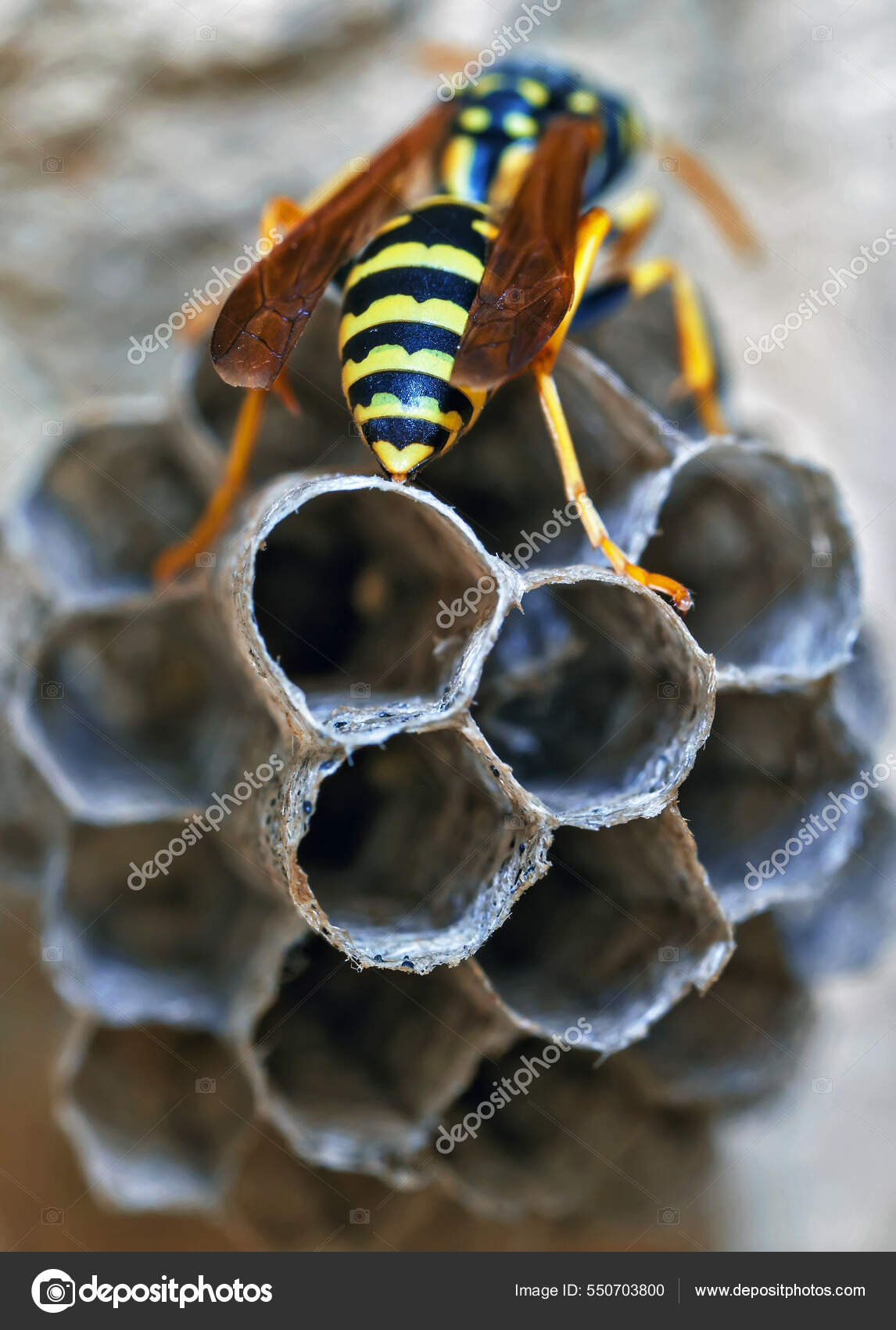 Young Paper Wasp Queen Builds Nest Start New Colony Stock Photo by ...