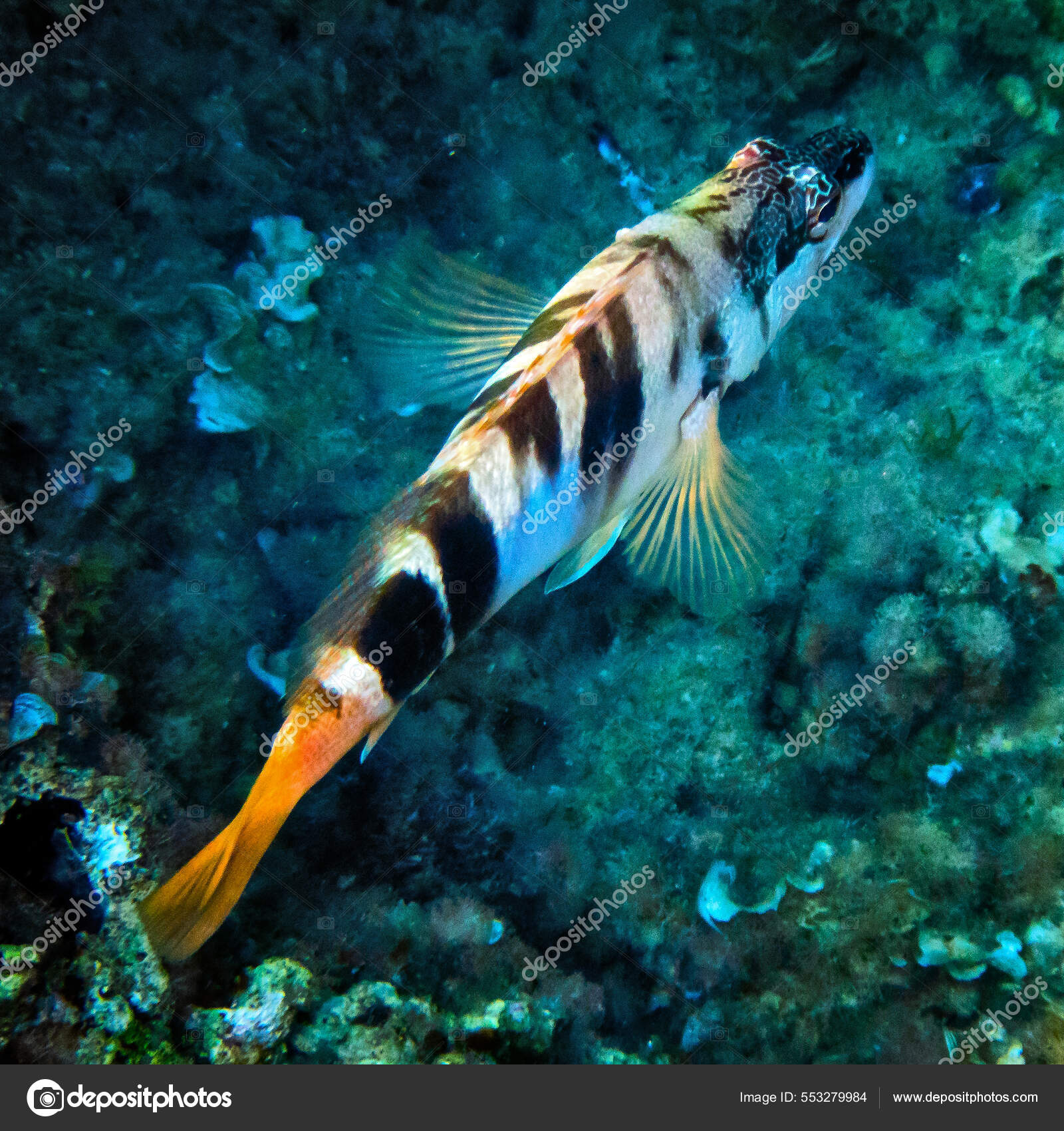 Mediterranean Reef Fish