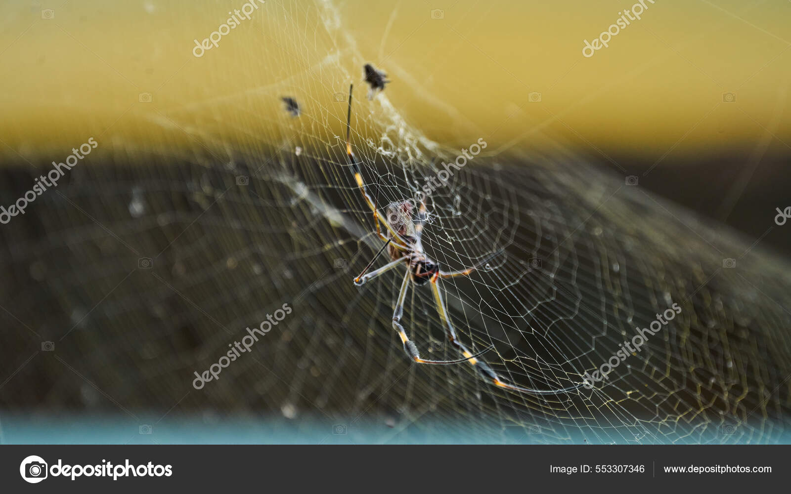 Nephila Spider Web