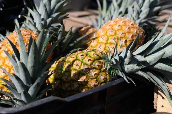 Pineapple farm Stock Photos, Royalty Free Pineapple farm Images ...