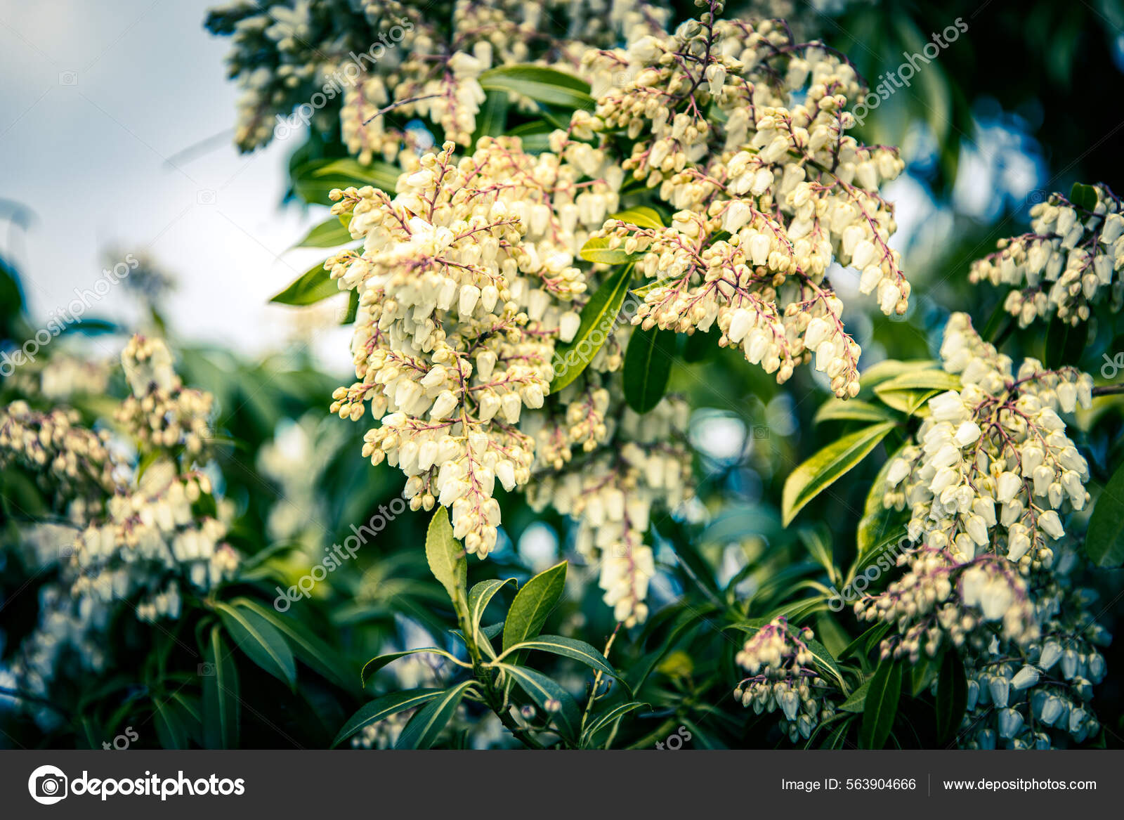 Pieris Japonica Pieris Ericaceae Shrub Evergreen Stock Photo by ©Cavan ...