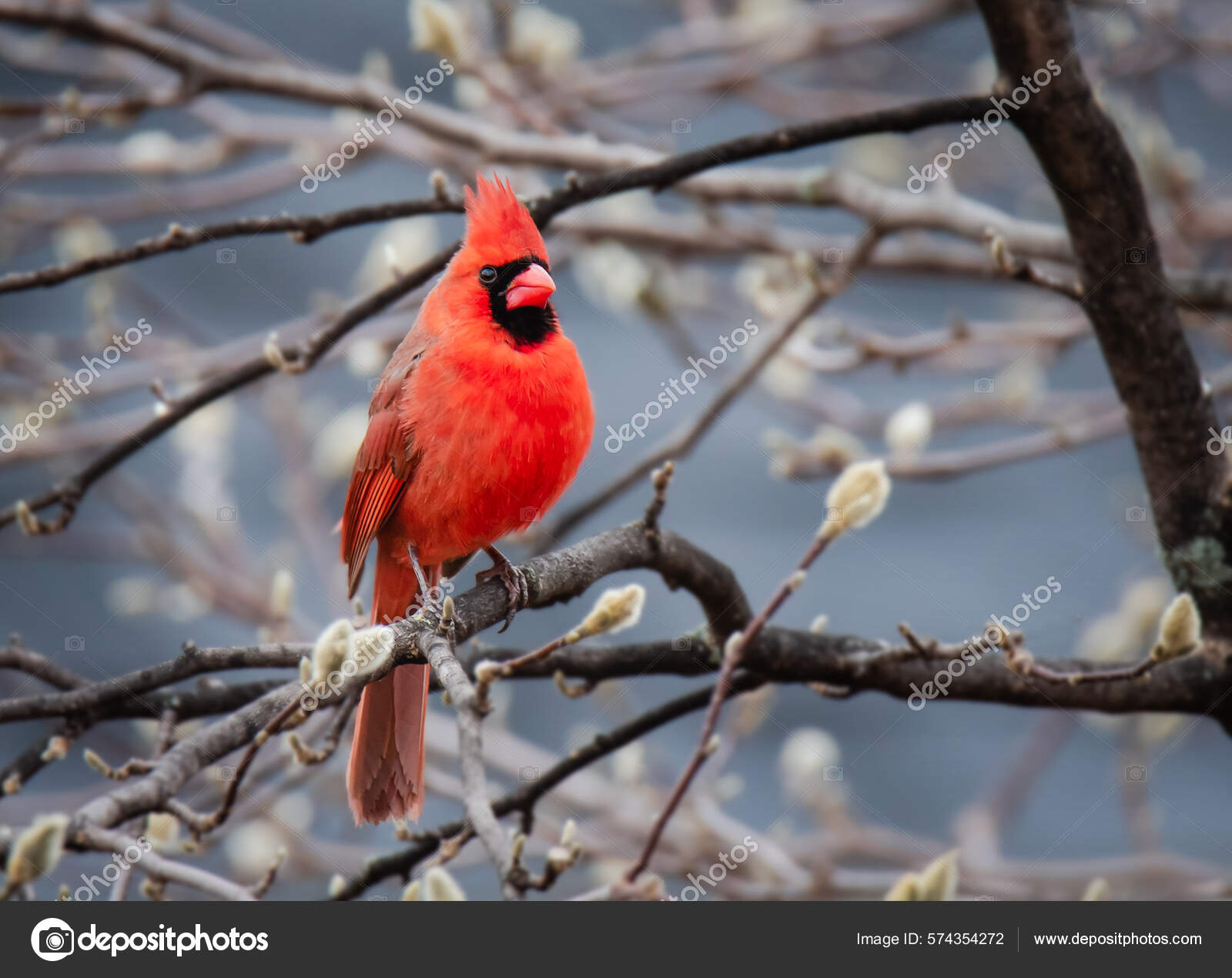 Close Bright Red Cardinal Bird Sitting Tree Branch Spring — Stock Photo ...