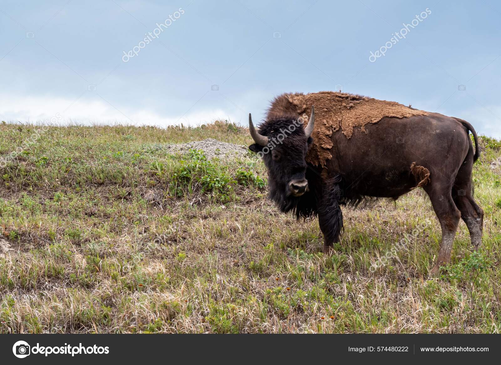 Buffalo Roaming Greenery Pasture Preserve Park — Stock Photo © Cavan ...