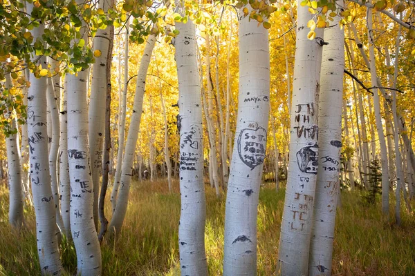 Yellow Spruce Trees with graffiti at Duck Creek Village in Utah - Stock ...