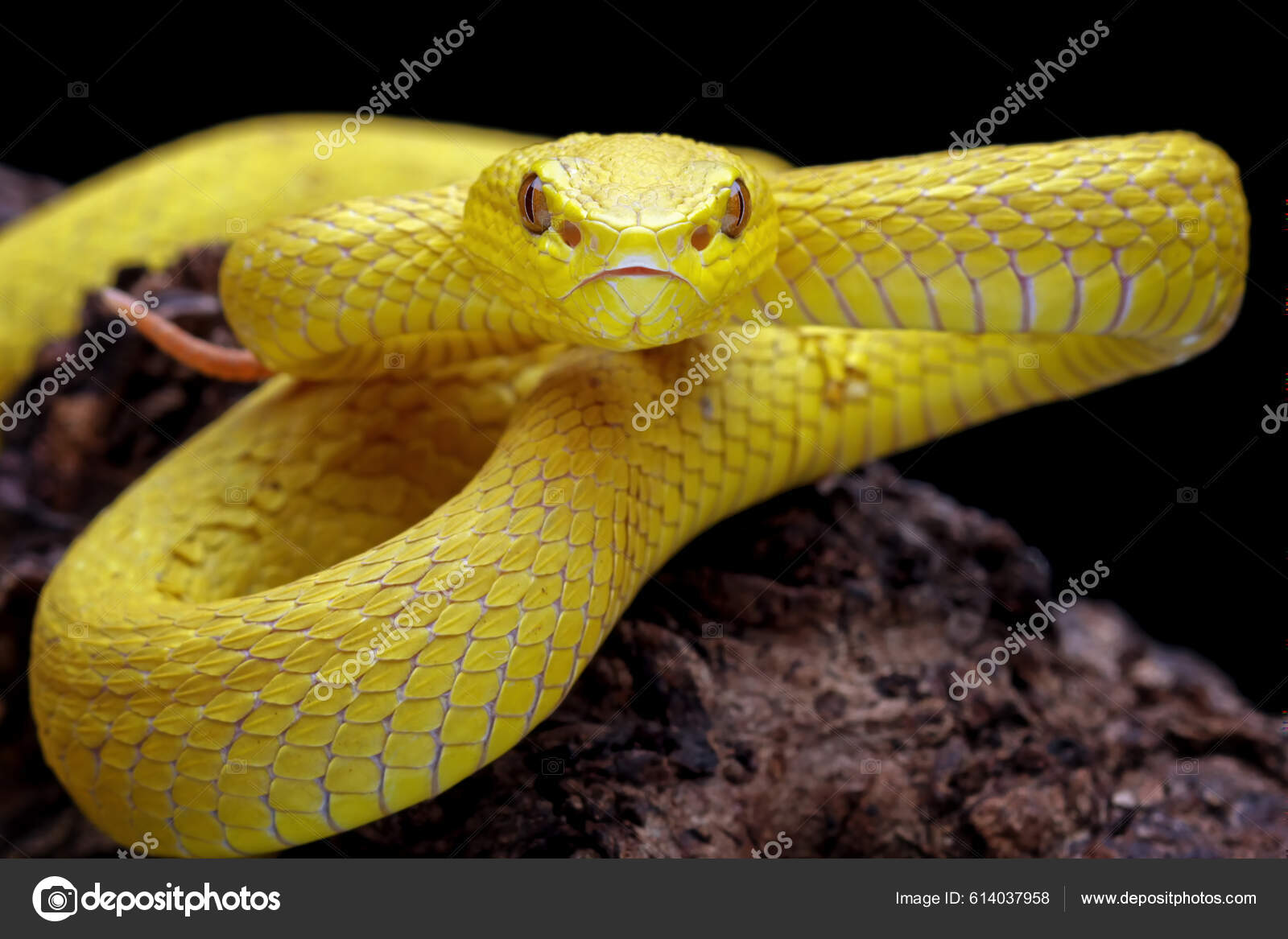 Yellow Viper Snake Head Strike