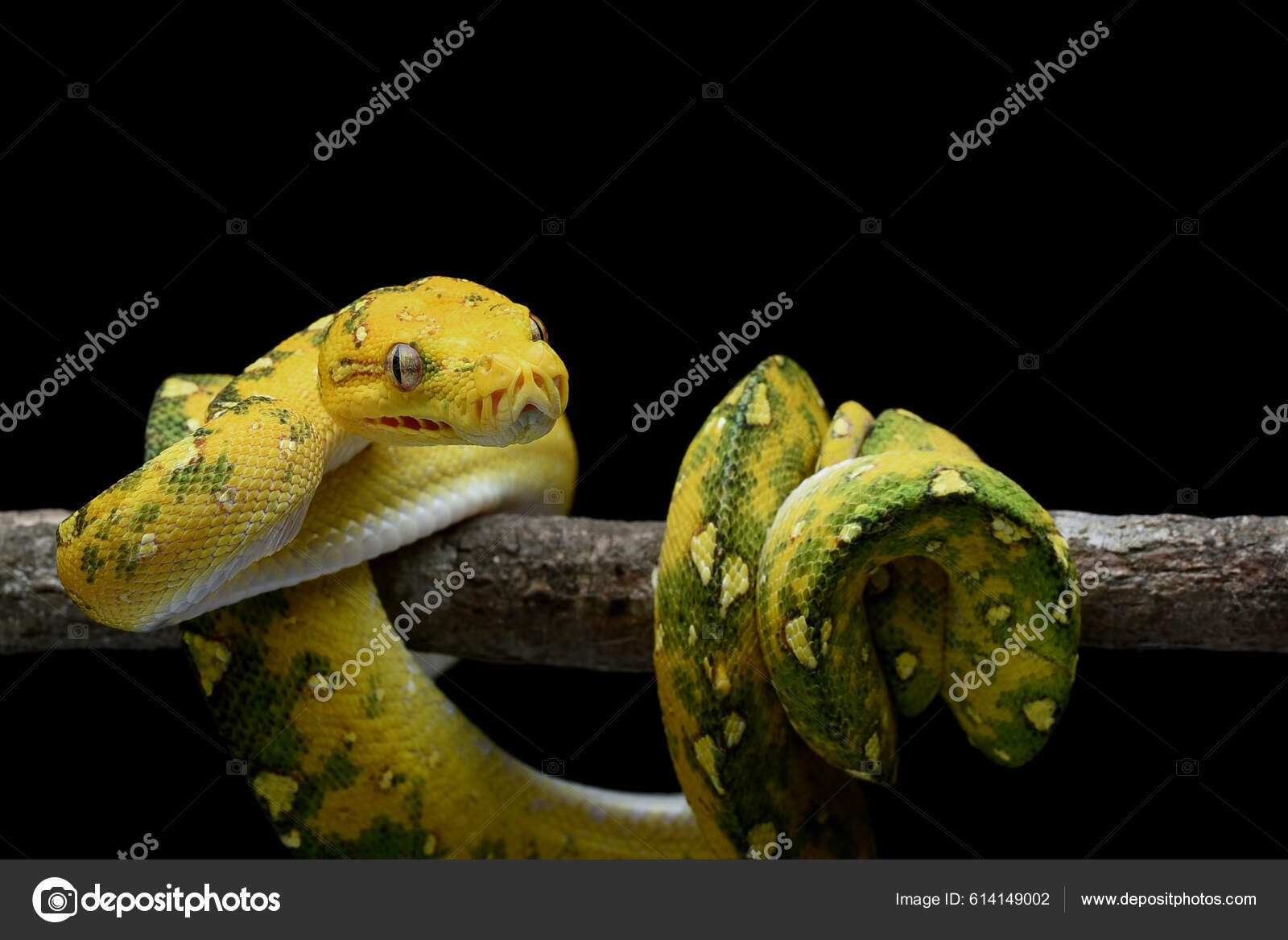 Juvenile Green Tree Phyton Black Background — Stock Photo © Cavan ...