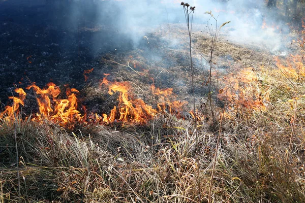 Fire in a clearing in a city park - Stock Image - Everypixel