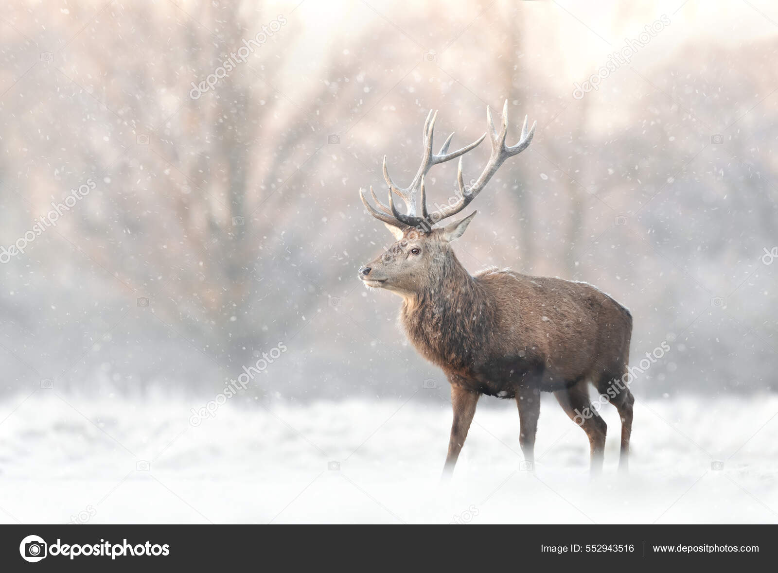 Close Red Deer Stag Falling Snow Winter — Stock Photo © Giedriius ...