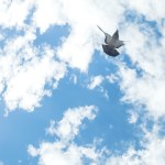 Dove flying — Stock Photo © ifong #9025250