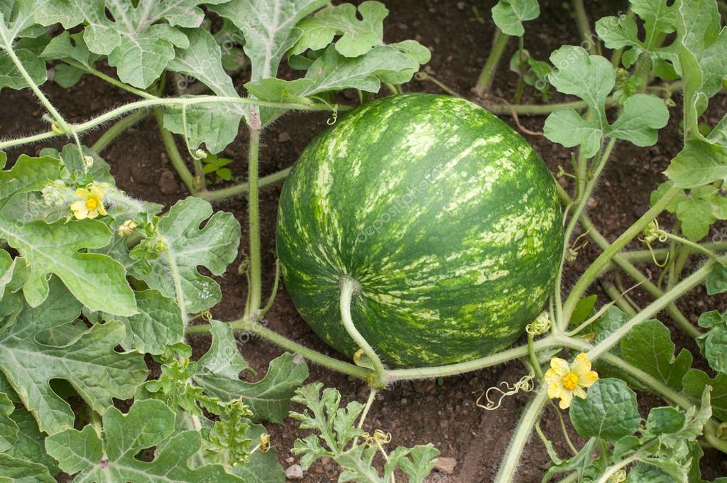 Watermelon — Stock Photo © tchara #49481025