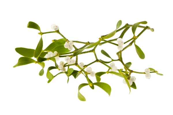 Mistletoe — Stock Photo © marilyna #3522079