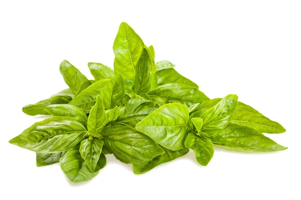 Fresh basil leaves Stock Photo by ©margo555 11830435