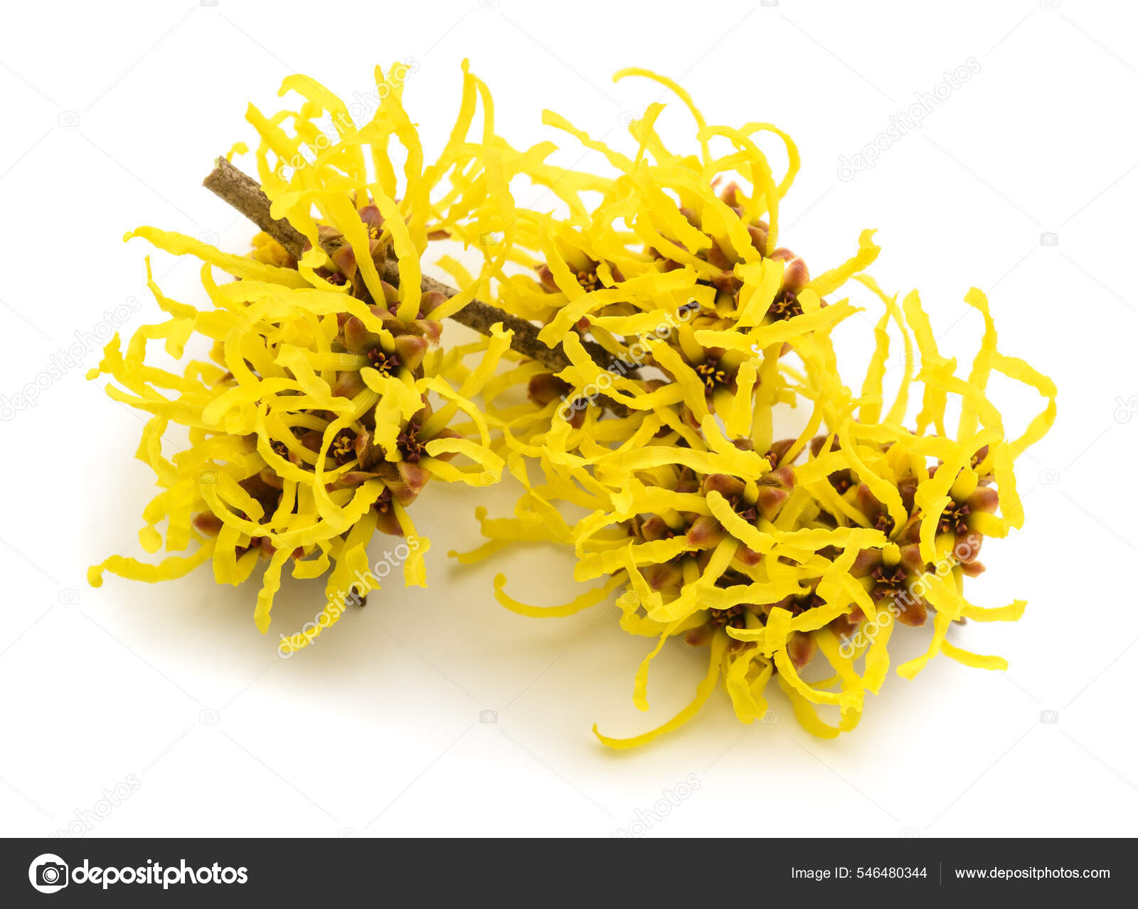 Witch Hazel Flowers Isolated White Background Stock Photo by ©scis65 ...