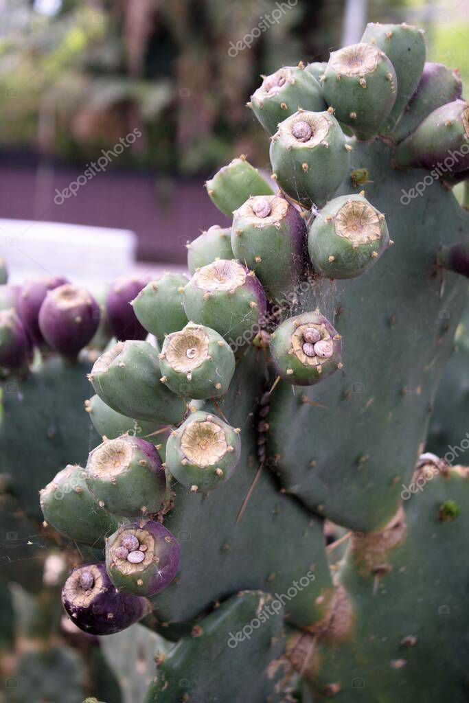 primer plano de los frutos de la pera espinosa en los cladodios de la ...
