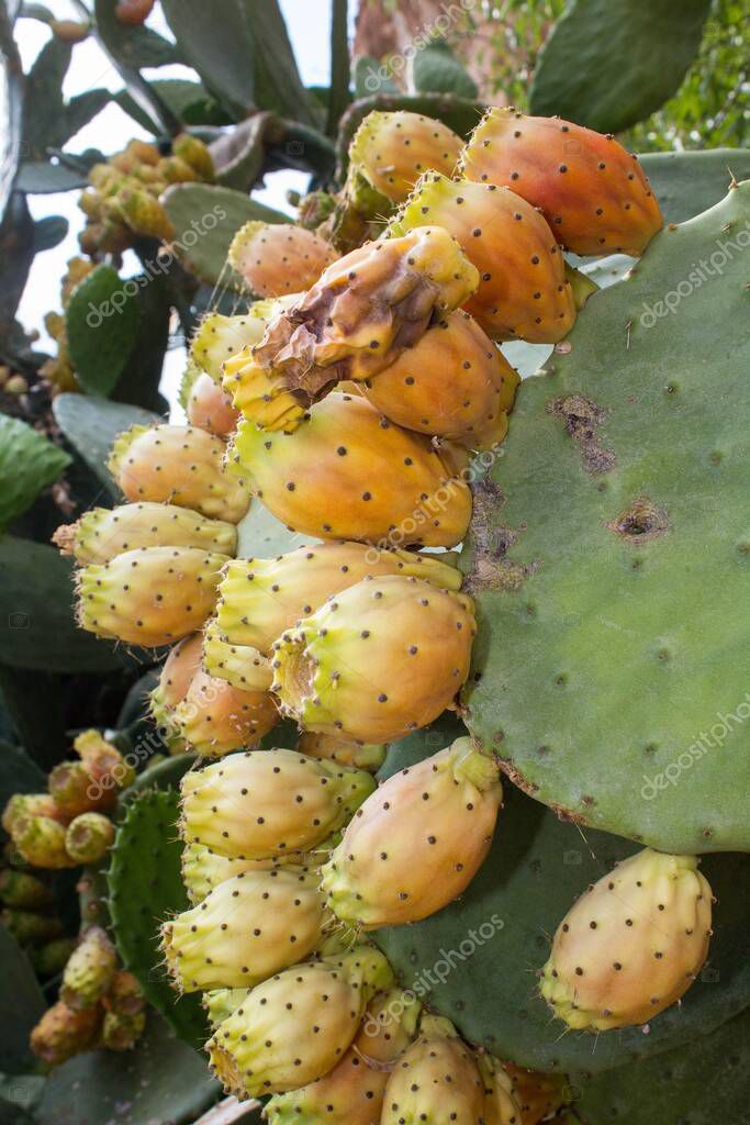 primer plano de los frutos de la pera espinosa en los cladodios de la ...