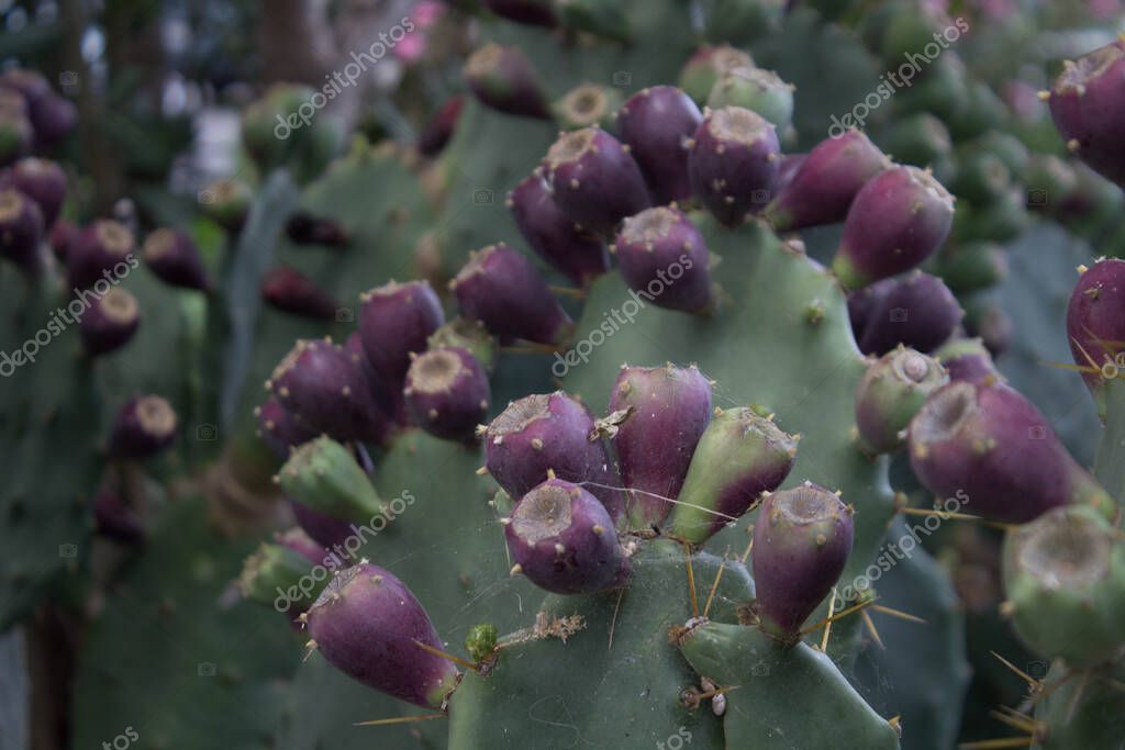 primer plano de los frutos de la pera espinosa en los cladodios de la ...