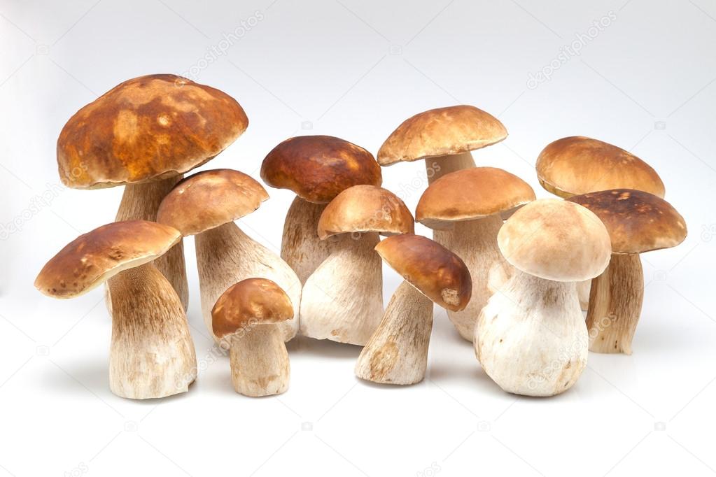 Hongos boletus edulis: fotografía de stock © stable400 #14872649 ...