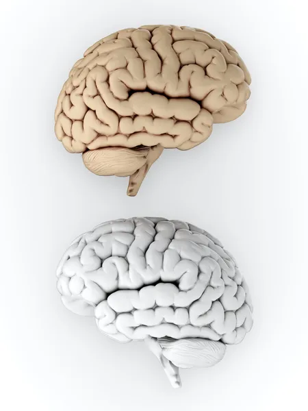 Human brain Stock Photos, Royalty Free Human brain Images | Depositphotos