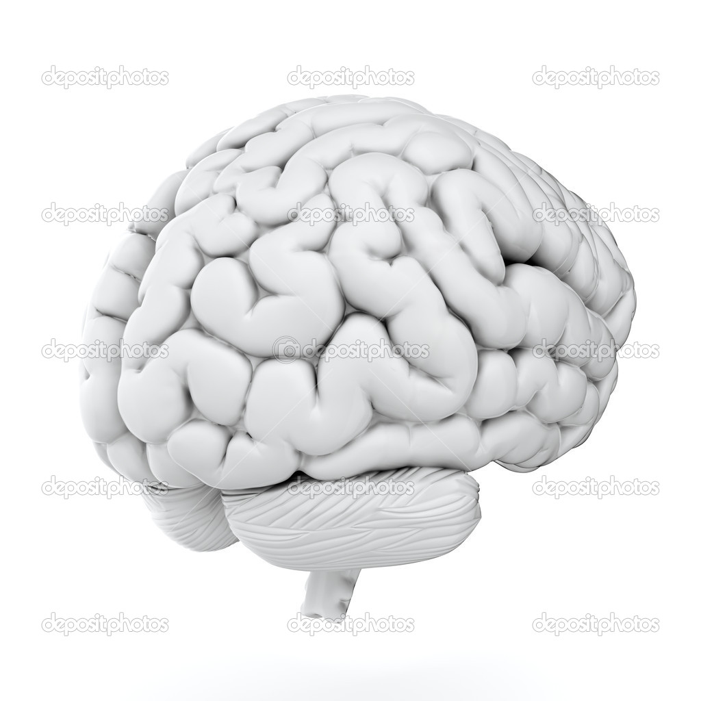 White brain Stock Photo by ©vasabii777 12566151