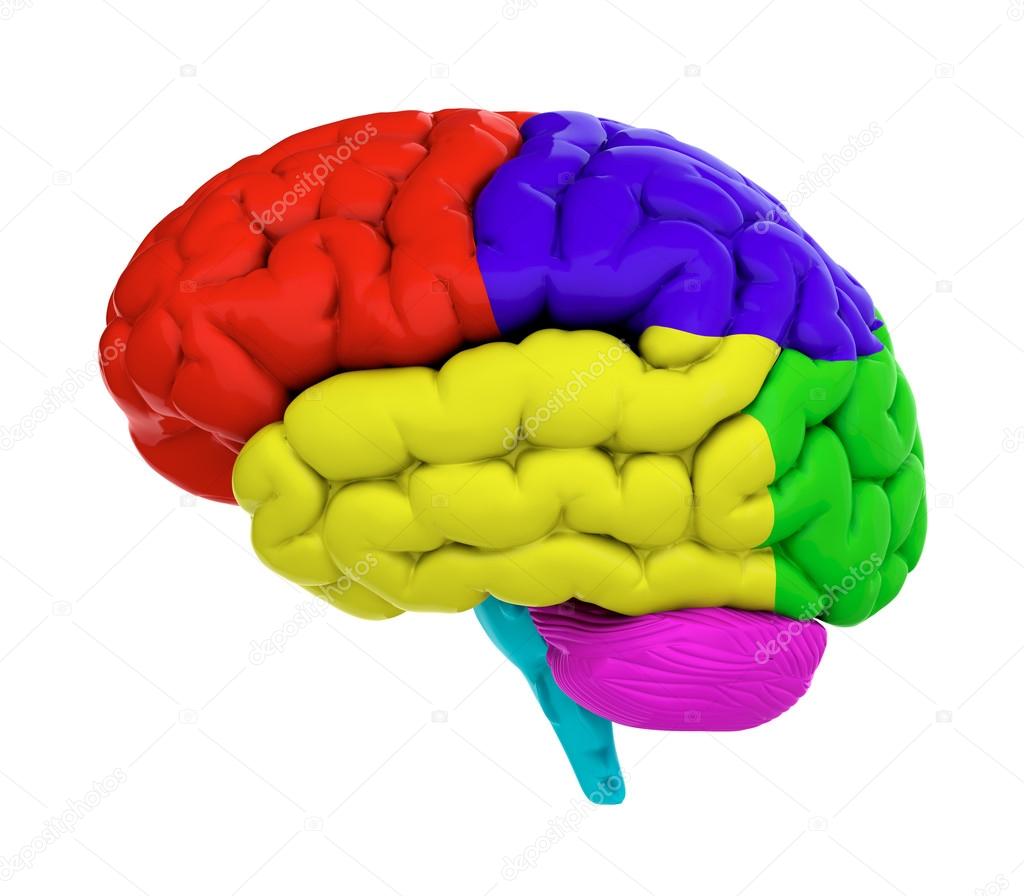 Cerebro color — Foto de stock © vasabii777 #12566325