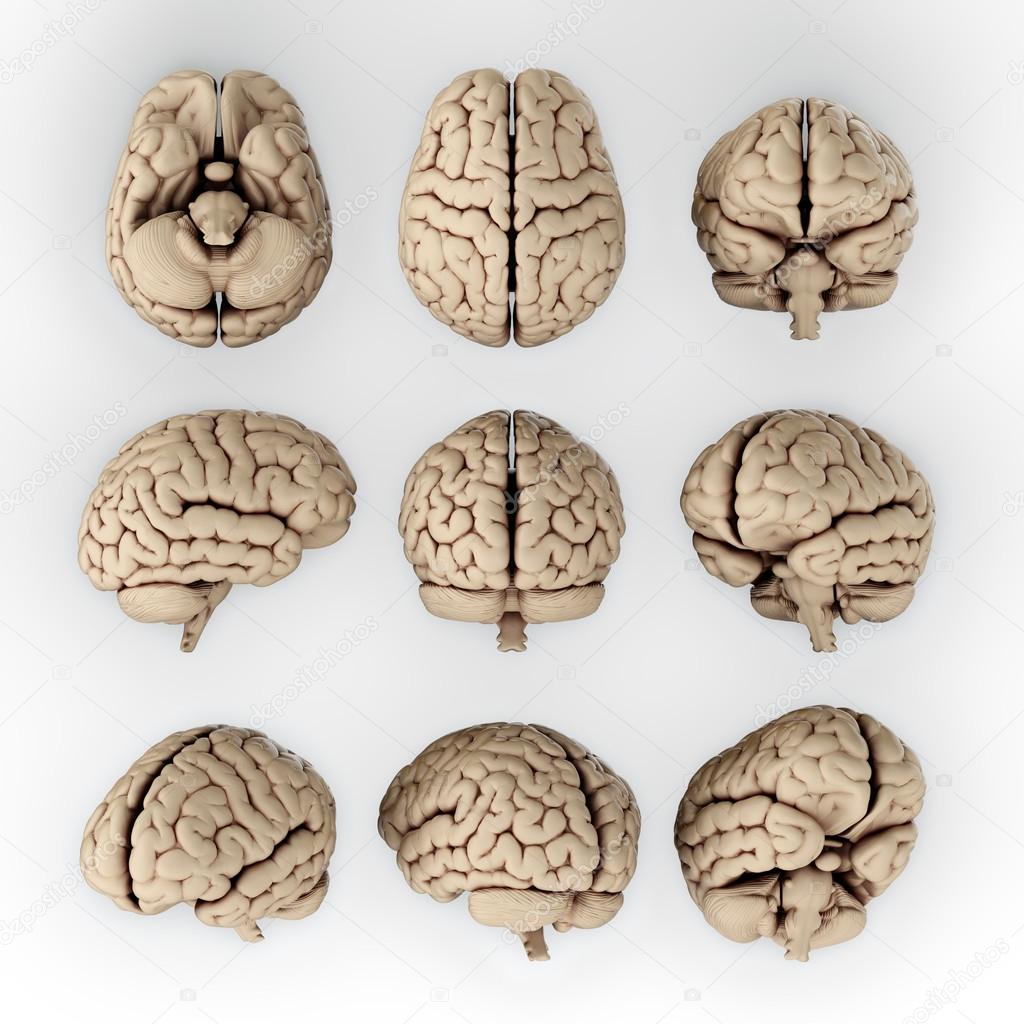 Human brain Stock Photo by ©vasabii777 12568185