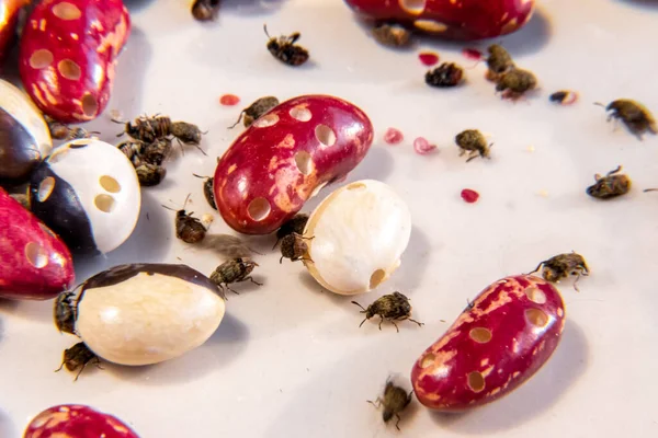 Spoiled seeds Stock Photos, Royalty Free Spoiled seeds Images ...