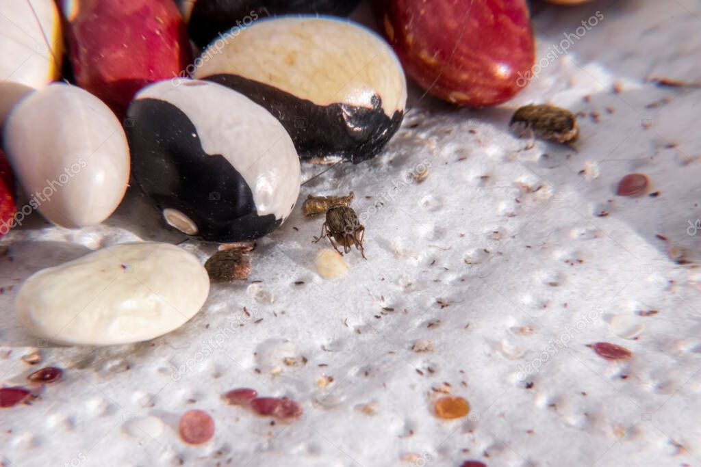 escarabajo gorgojo frijol ha aterrizado y sus alas dobladas y corre ...