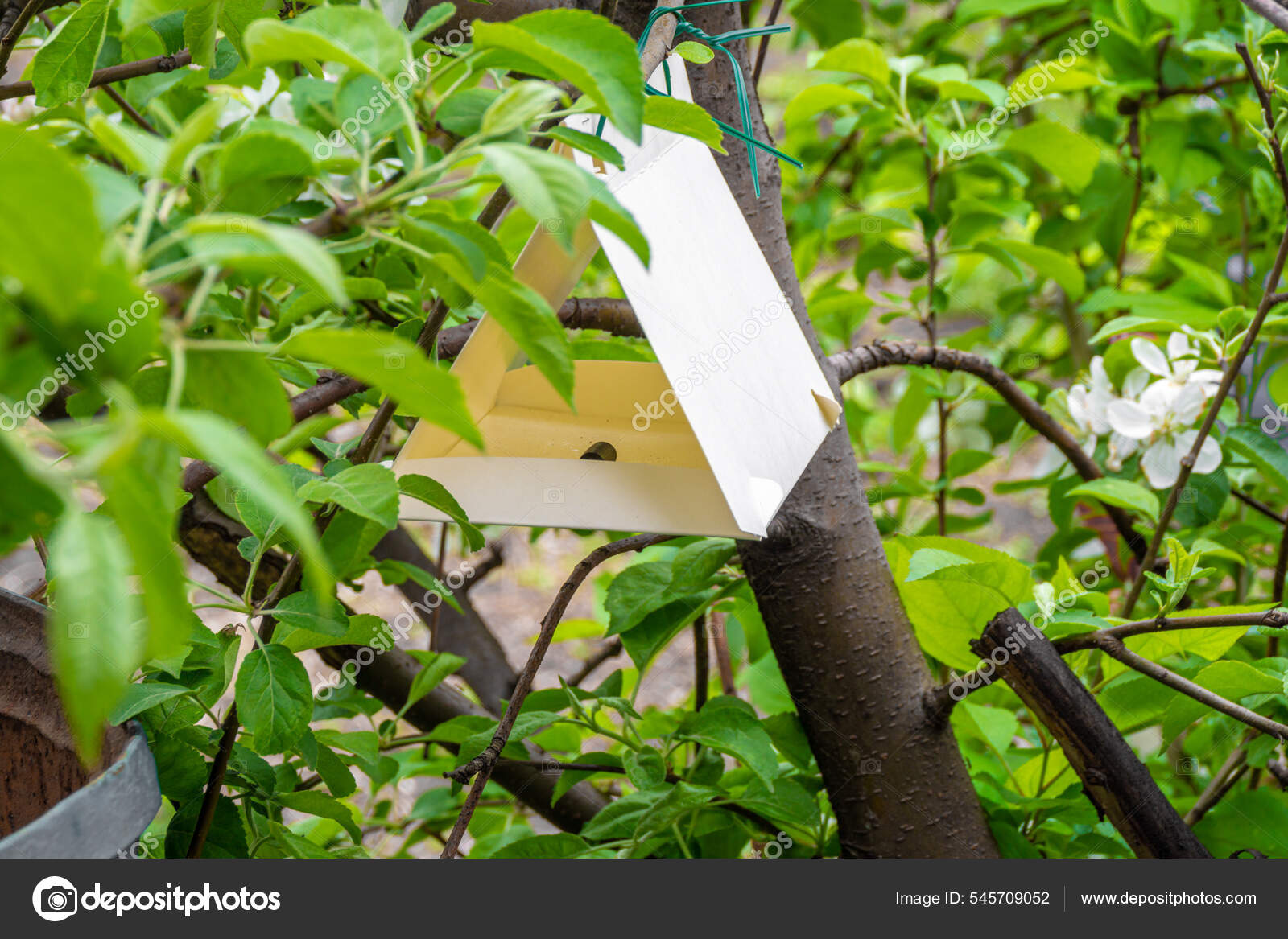 Pheromone Trap Apple Codling Moth Hanging Tree Attract Butterflies ...