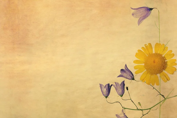 Earthy floral background image and design element — Stock Photo ...