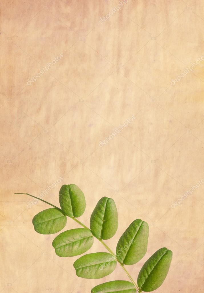 Earthy floral background — Stock Photo © anjalilikespeppersauce #31242451