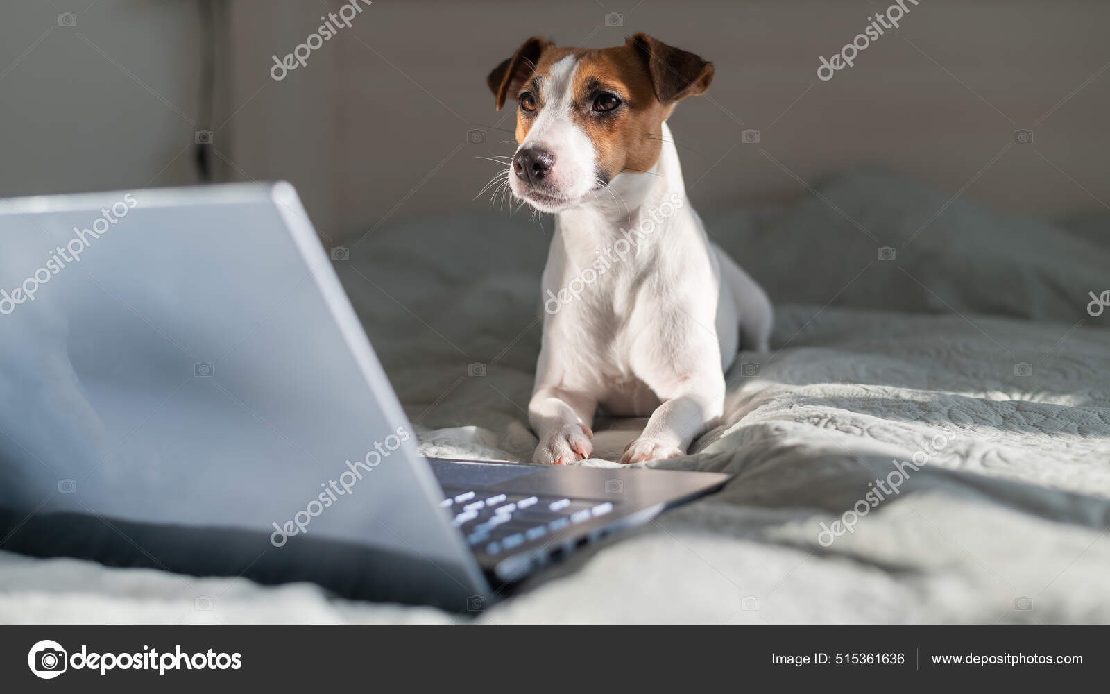 Smart dog jack russell terrier lies on the bed by the laptop. Stock ...
