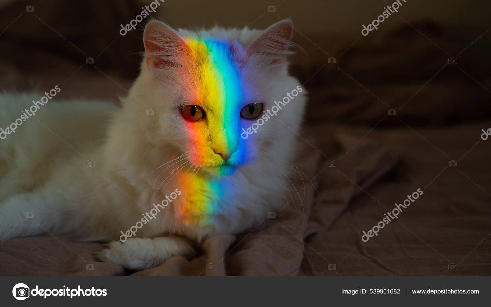 White fluffy cat with a rainbow of light on its face. — Stock Photo ...