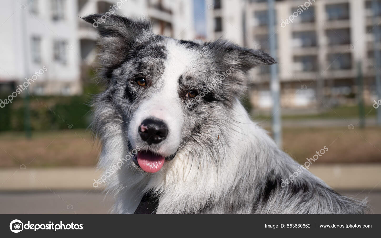 Portrait of a spotted border collie on a walk along the embankment ...