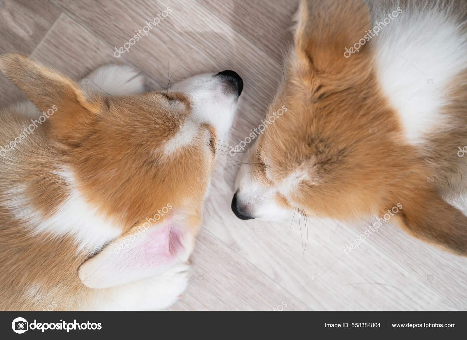 Lindos cachorros corgi galeses duermen en el suelo. Vista desde arriba ...